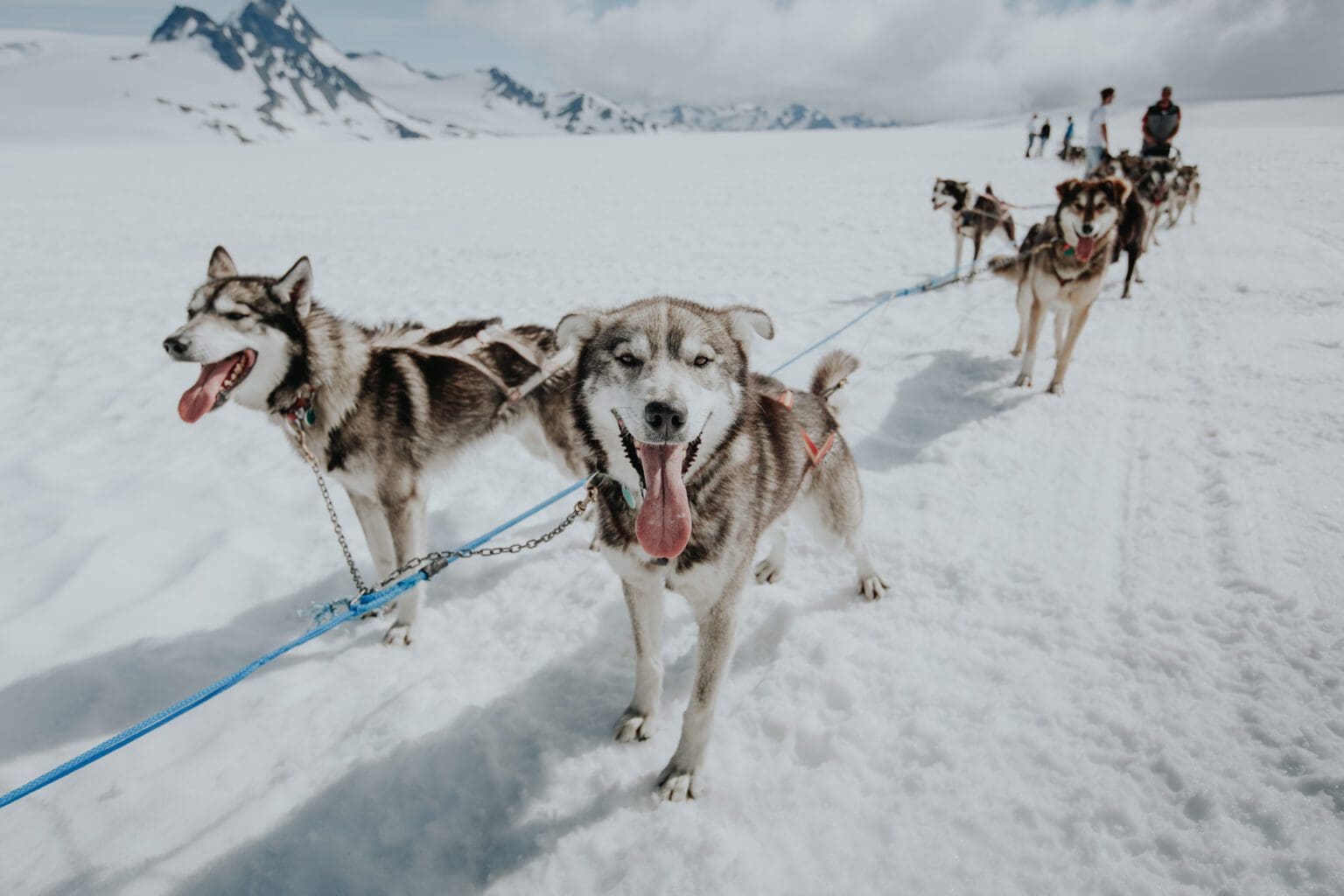 Glacier Dog Sledding - Seward Helicopter Tours